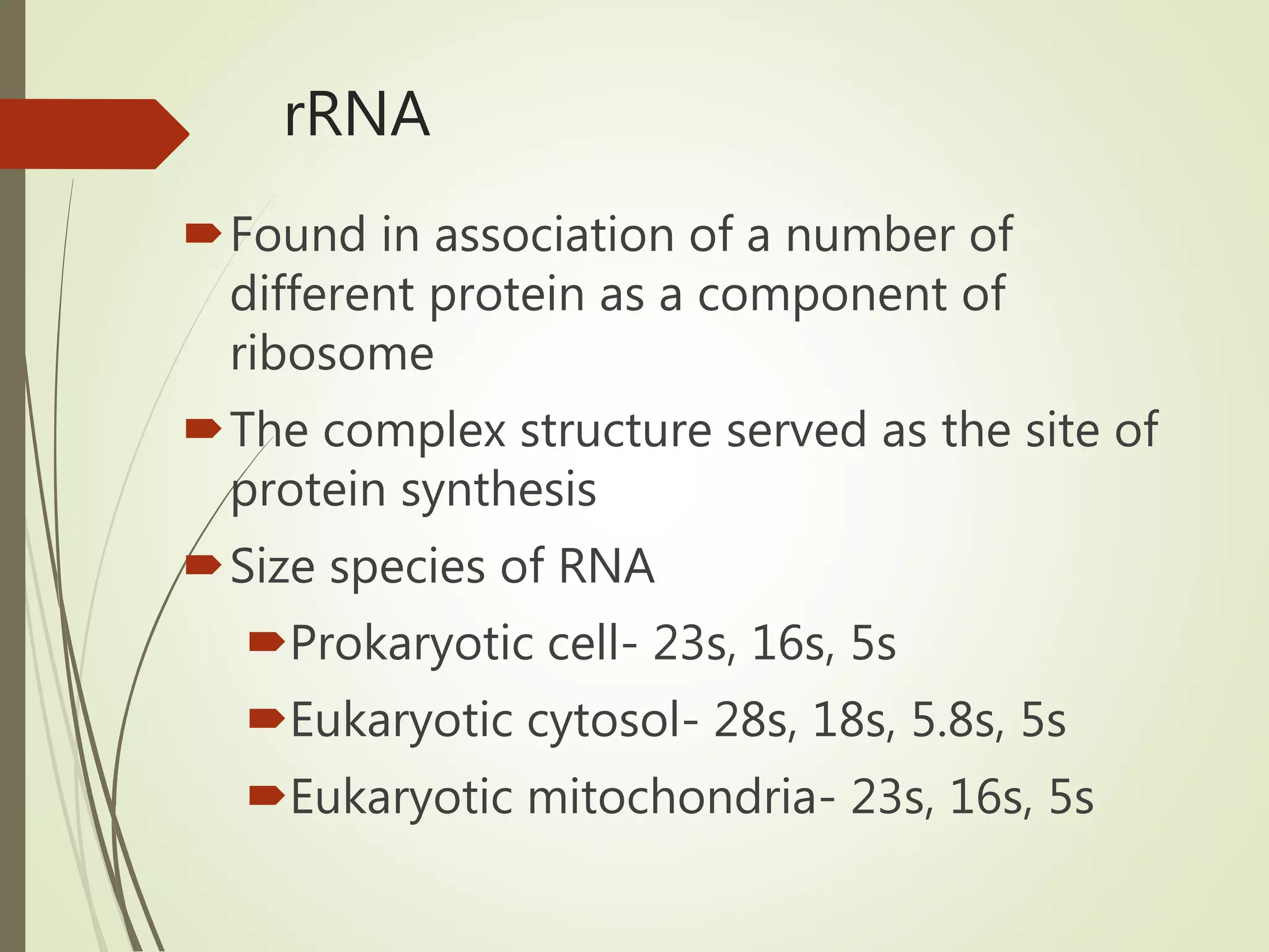 DNA & RNA | PPTX