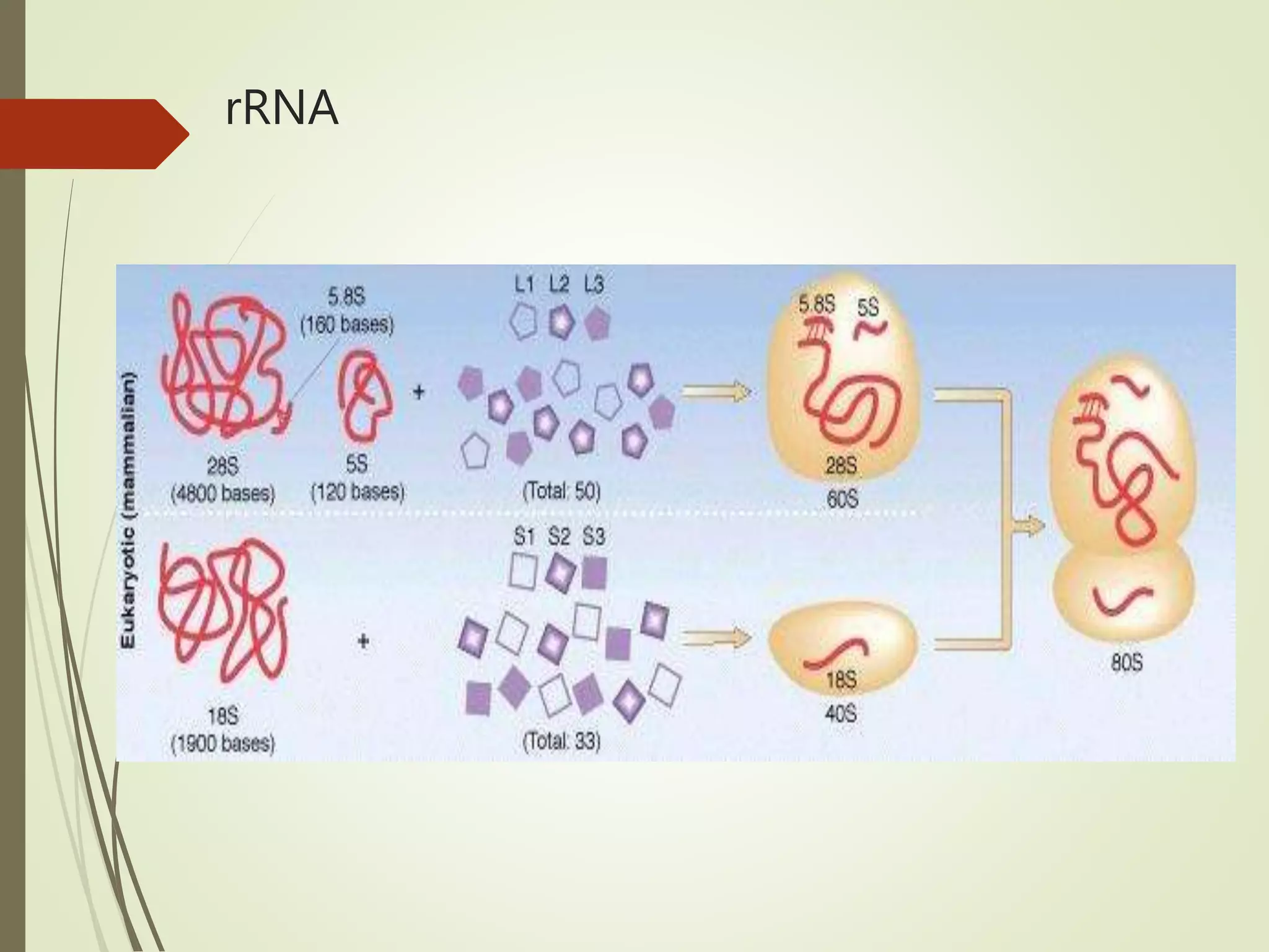 DNA & RNA | PPTX