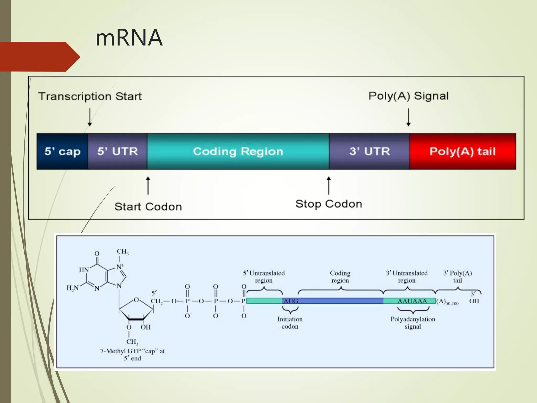 DNA & RNA | PPTX