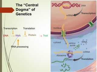 DNA & RNA | PPTX
