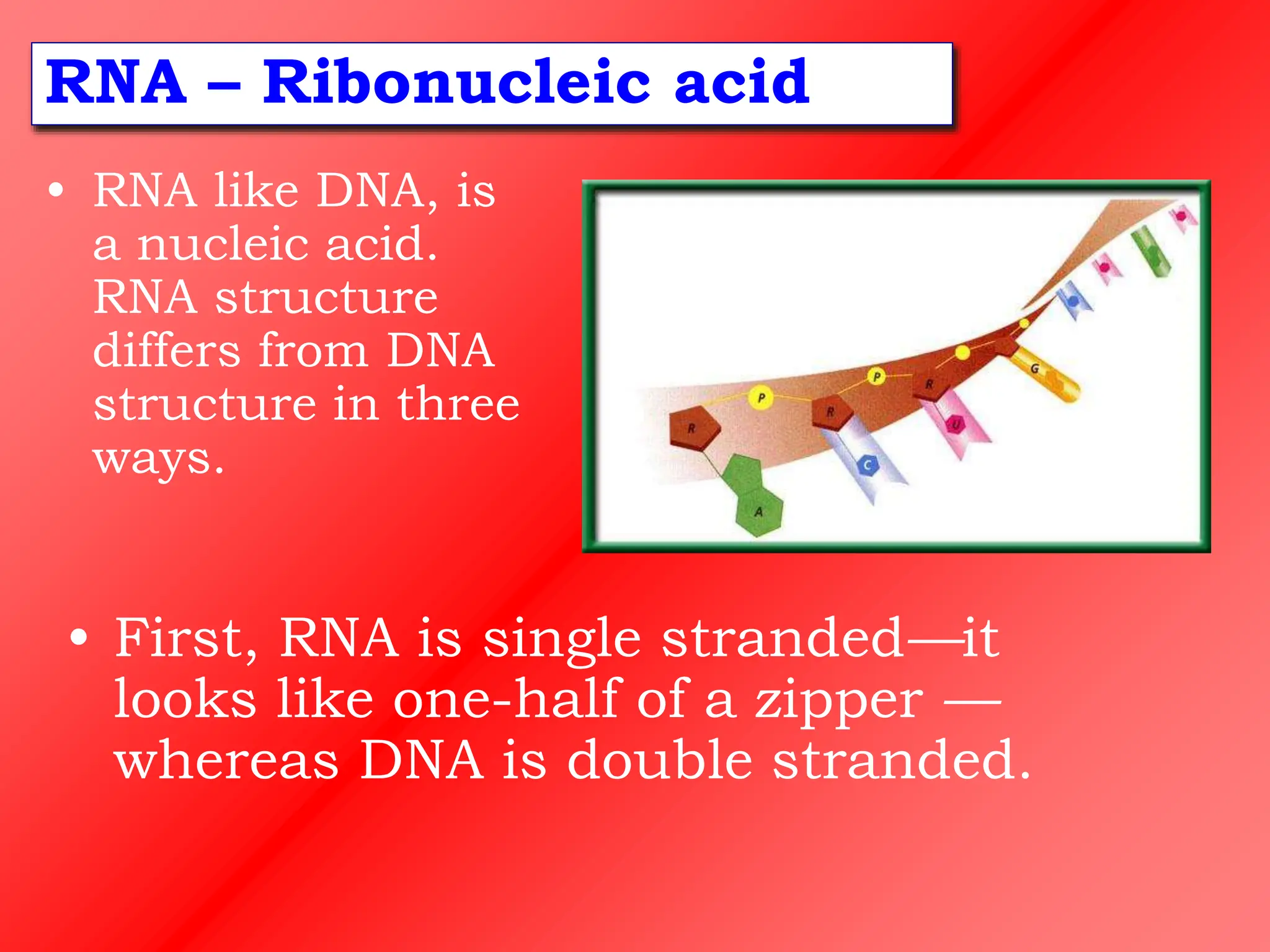 DNA_RNA_Blend kiseri dna project rna project | PPT
