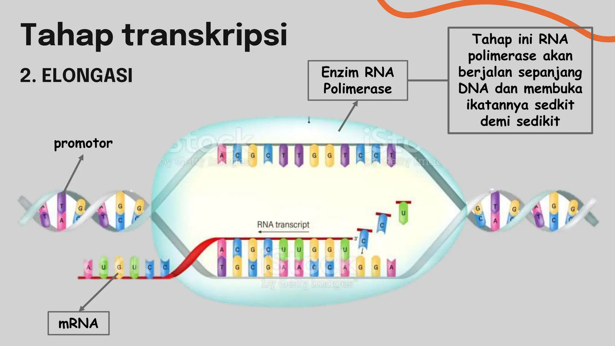 TEMAN DNA,RNA, DAN SINTESIS PROTEIN.pptx