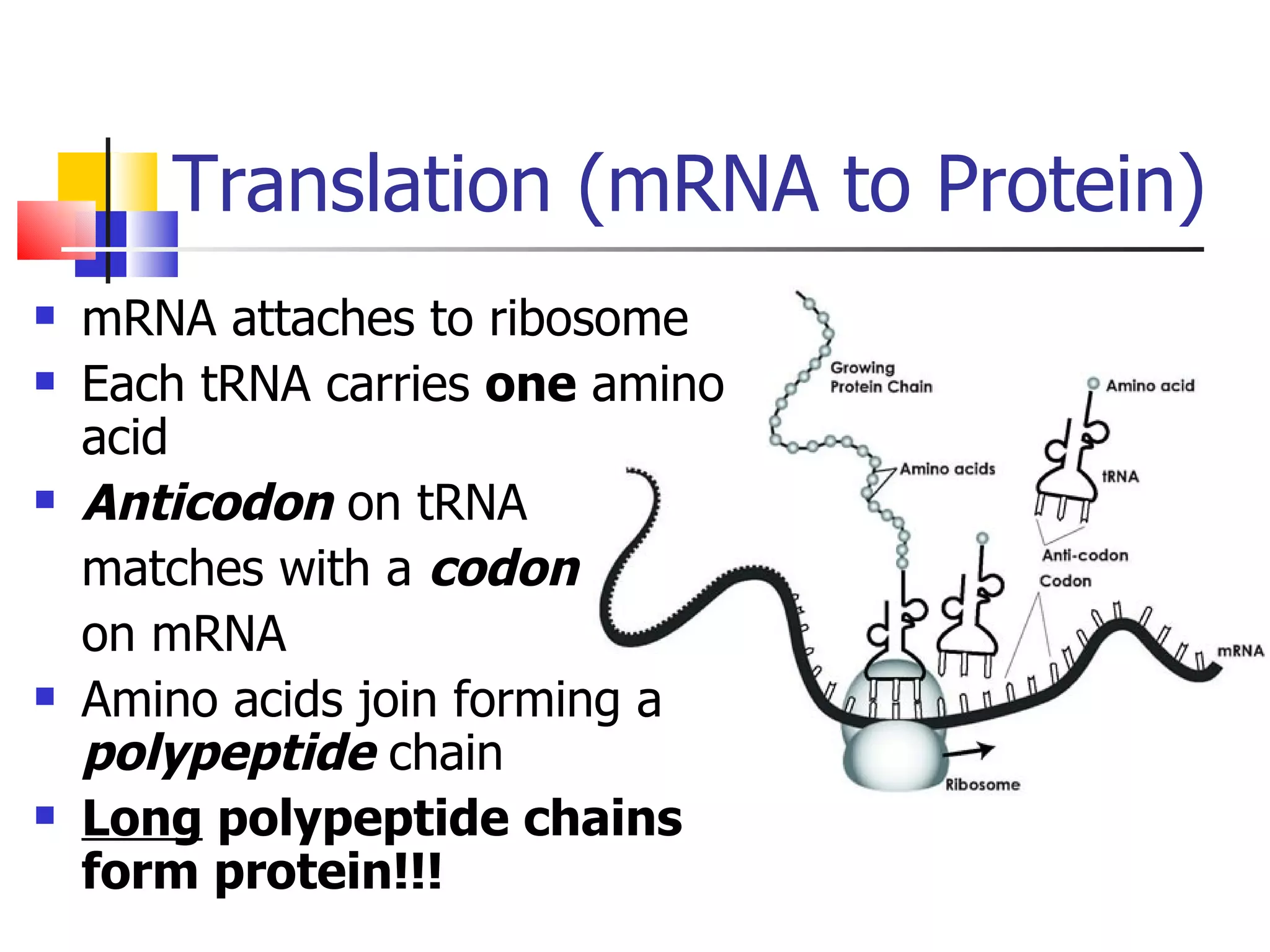 Dna rna for moodle | PPT