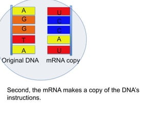 DNA to RNA to Proteins | PPTX