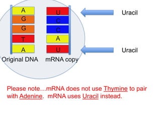 DNA to RNA to Proteins | PPTX
