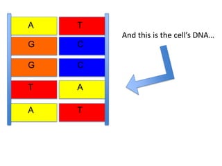DNA to RNA to Proteins | PPTX