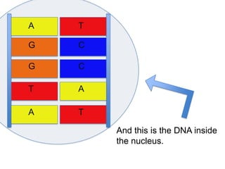 DNA to RNA to Proteins | PPTX