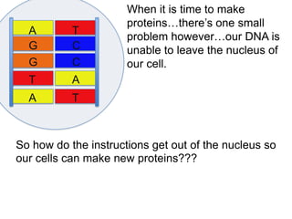 DNA to RNA to Proteins | PPTX