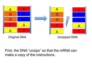 DNA to RNA to Proteins | PPTX