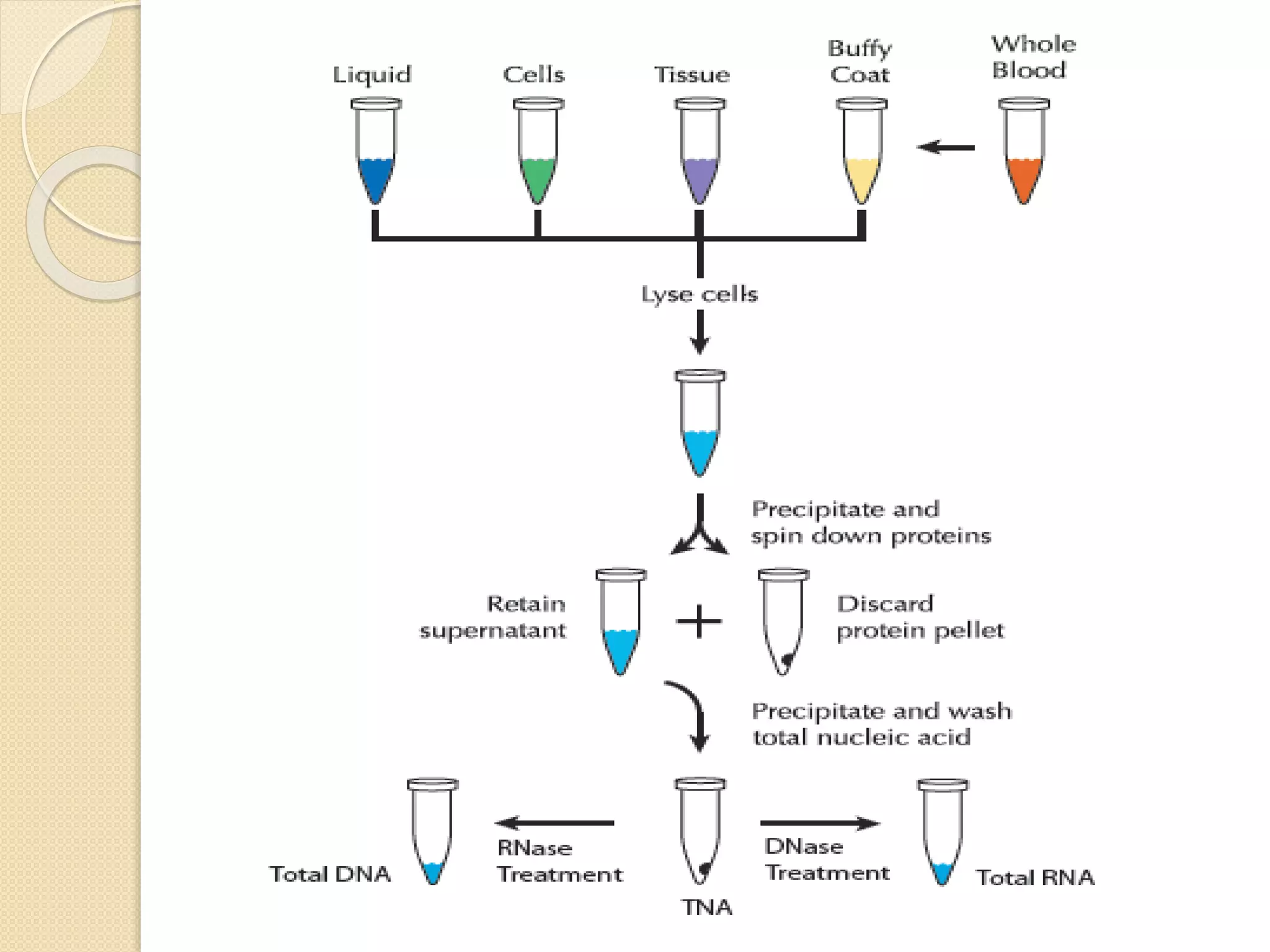 Dna And Rna Isolation Pptx