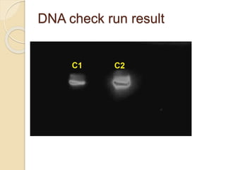 DNA & RNA isolation | PPTX