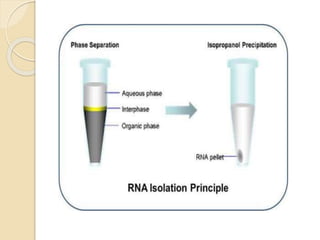 DNA & RNA isolation | PPTX