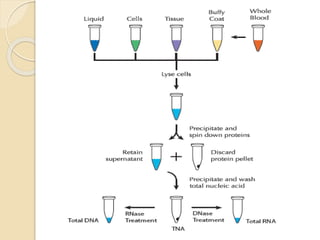 DNA & RNA isolation | PPTX