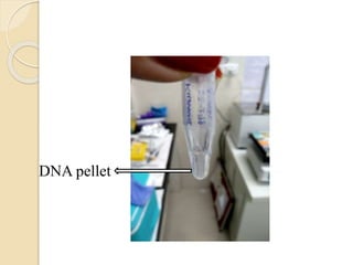 DNA & RNA isolation | PPTX