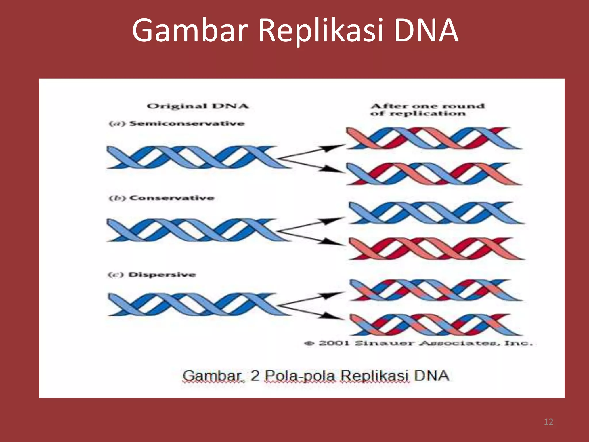 Materi Genetik (DNA & RNA) | PPTX