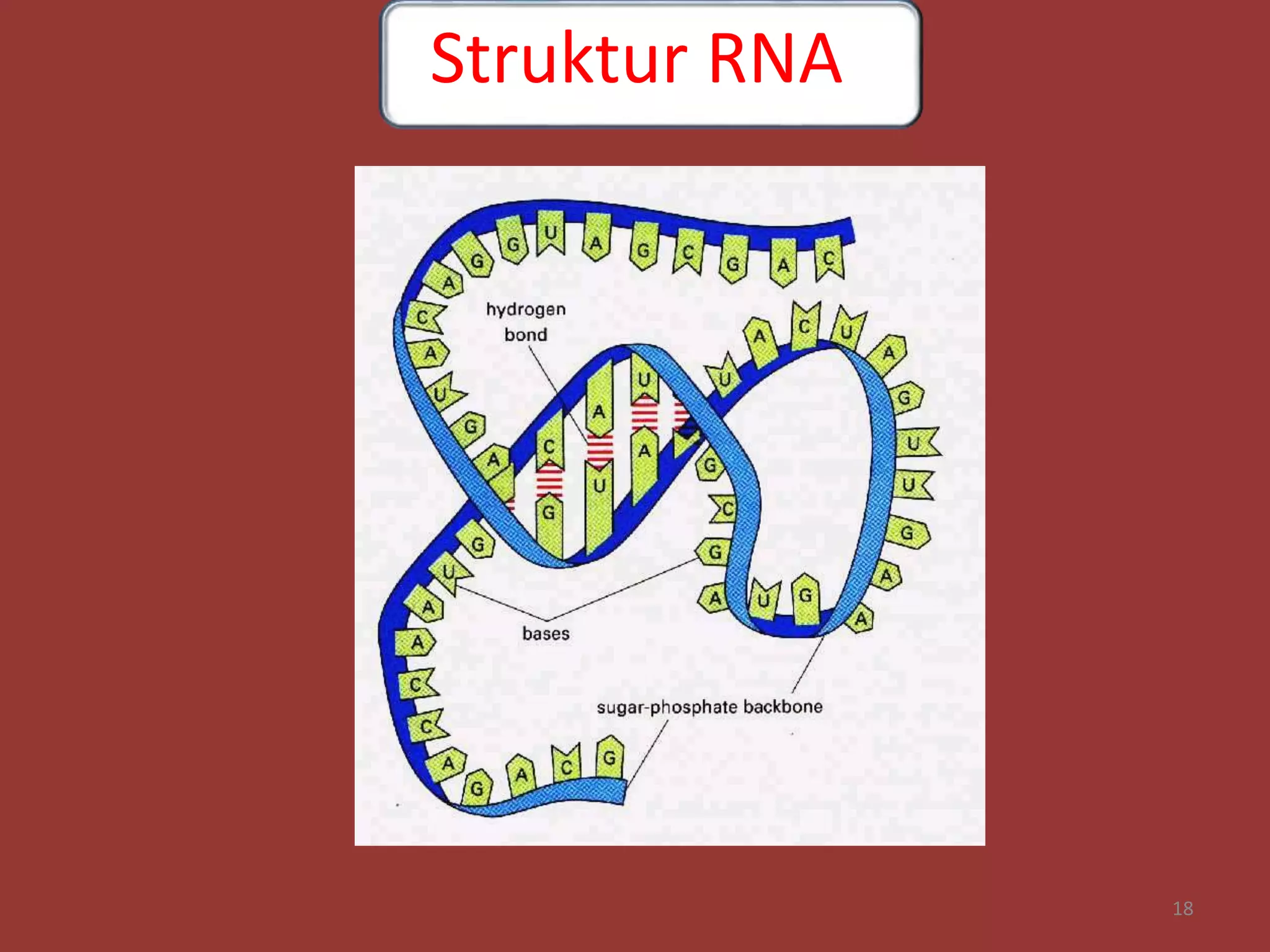 Materi Genetik (DNA & RNA) | PPTX