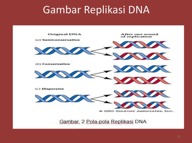 Materi Genetik (DNA & RNA) | PPTX