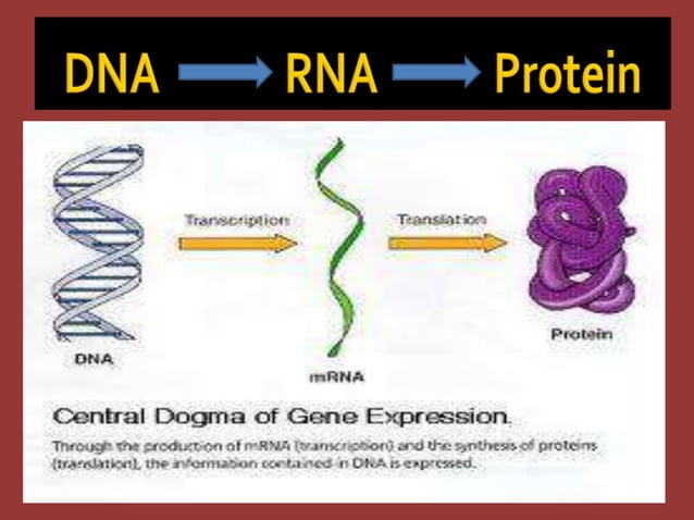 Materi Genetik (DNA & RNA) | PPTX