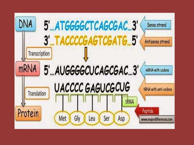 Materi Genetik (DNA & RNA) | PPTX