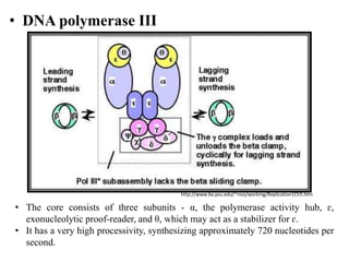 Dna & rna pol | PPTX