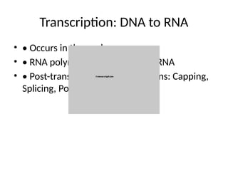 DNA_RNA_Presentation_with_Diagramsjgzitditdyd | PPT