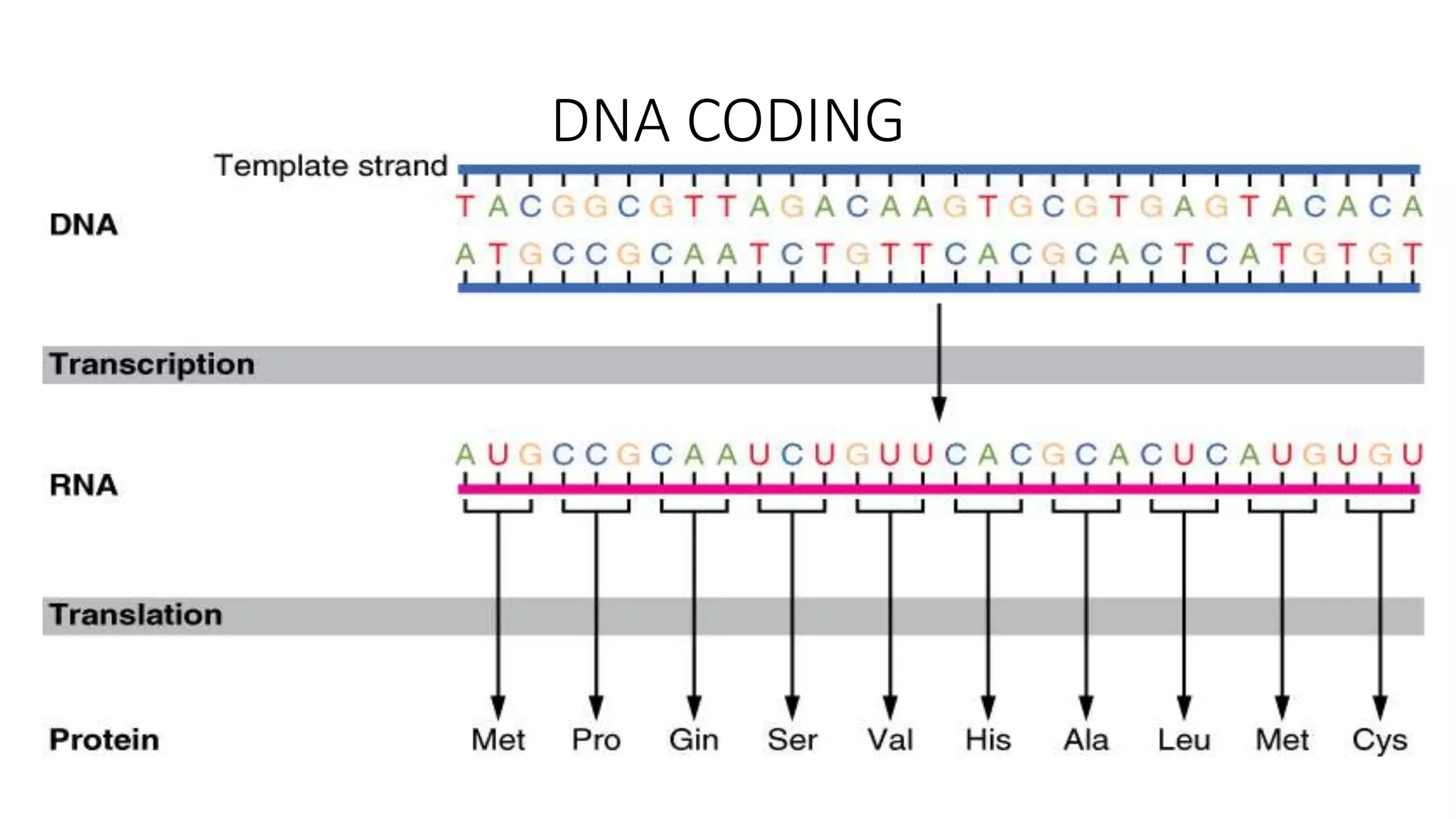 DNA, RNA, and PROTEINS | PPTX