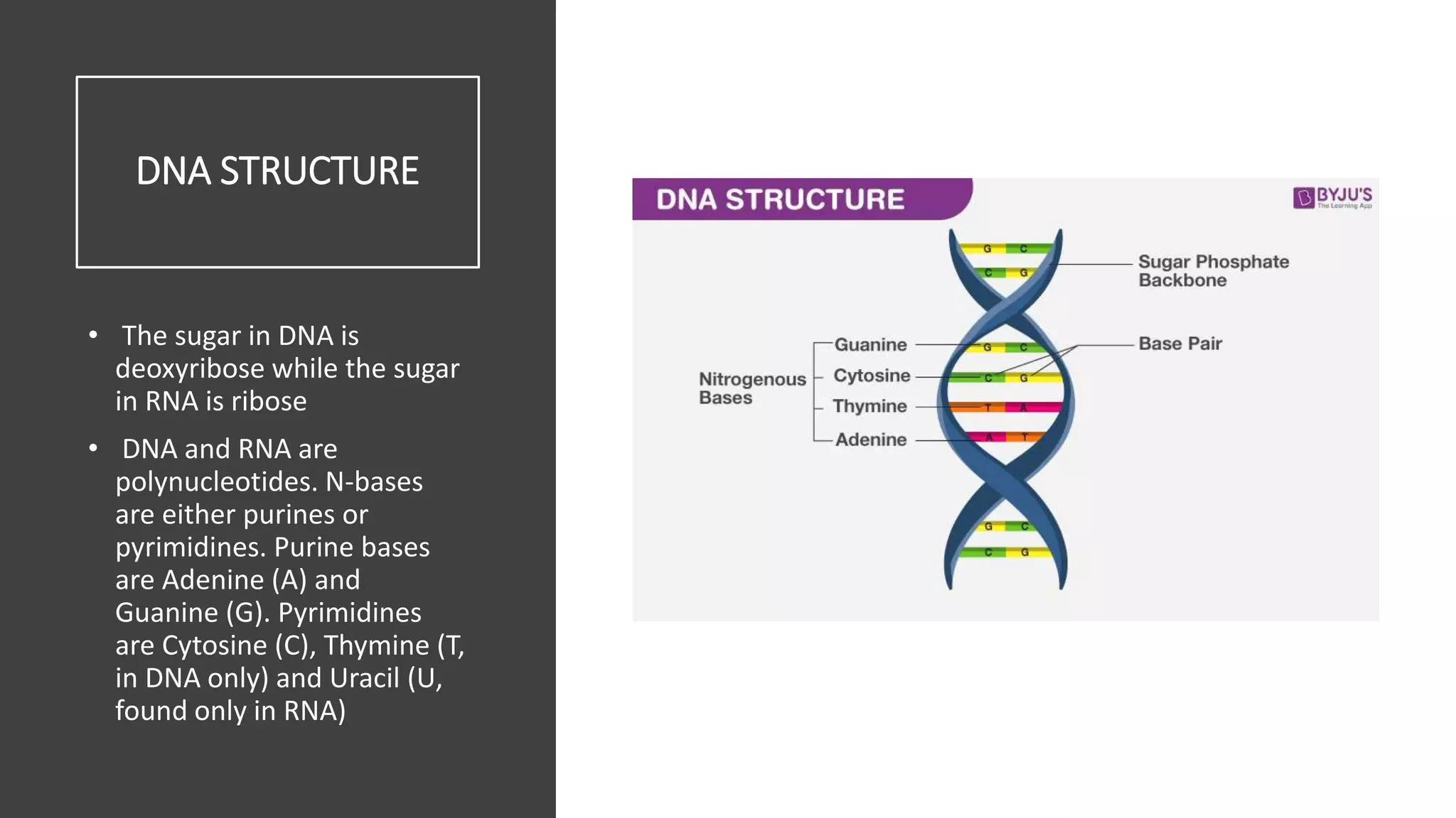 DNA, RNA, and PROTEINS | PPTX