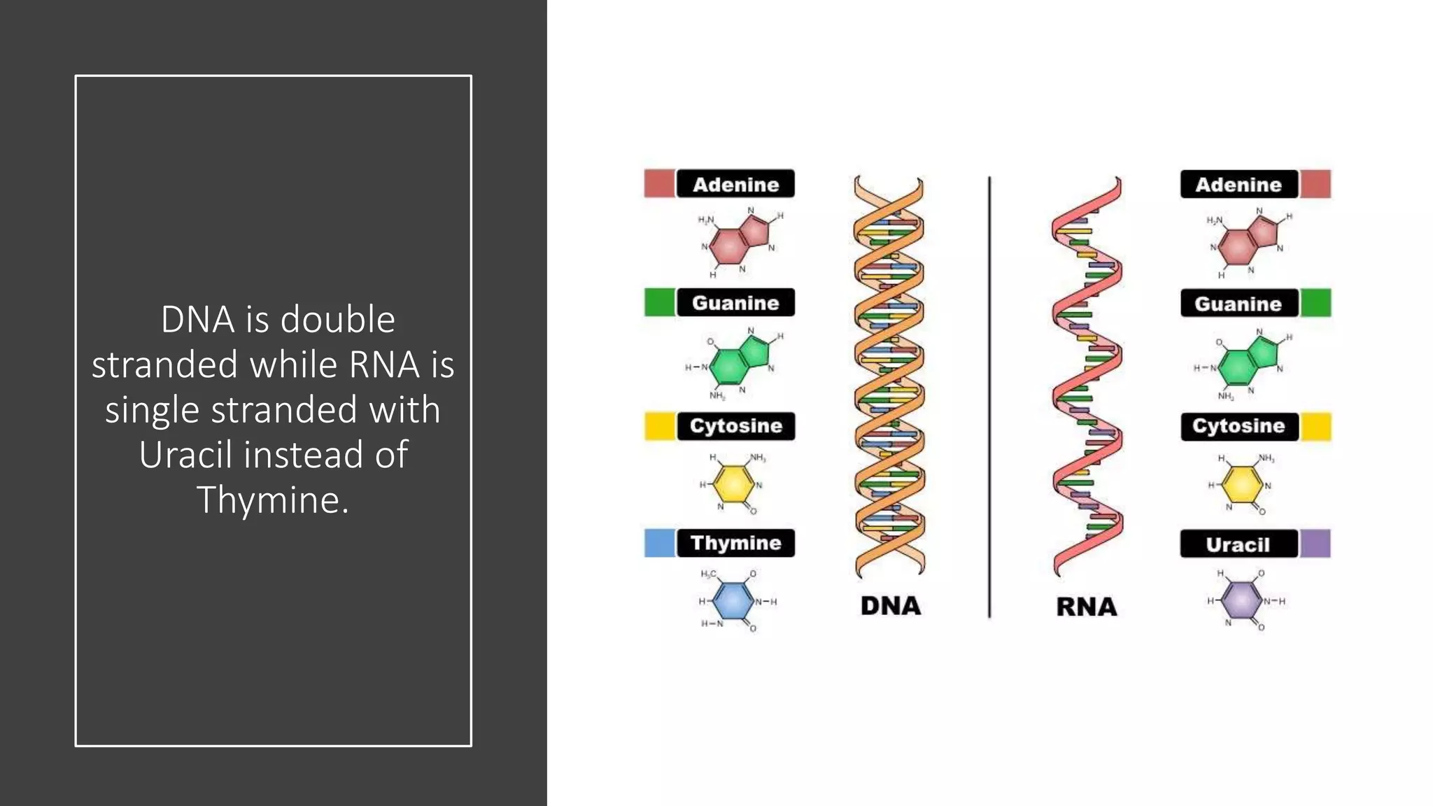 DNA, RNA, and PROTEINS | PPTX