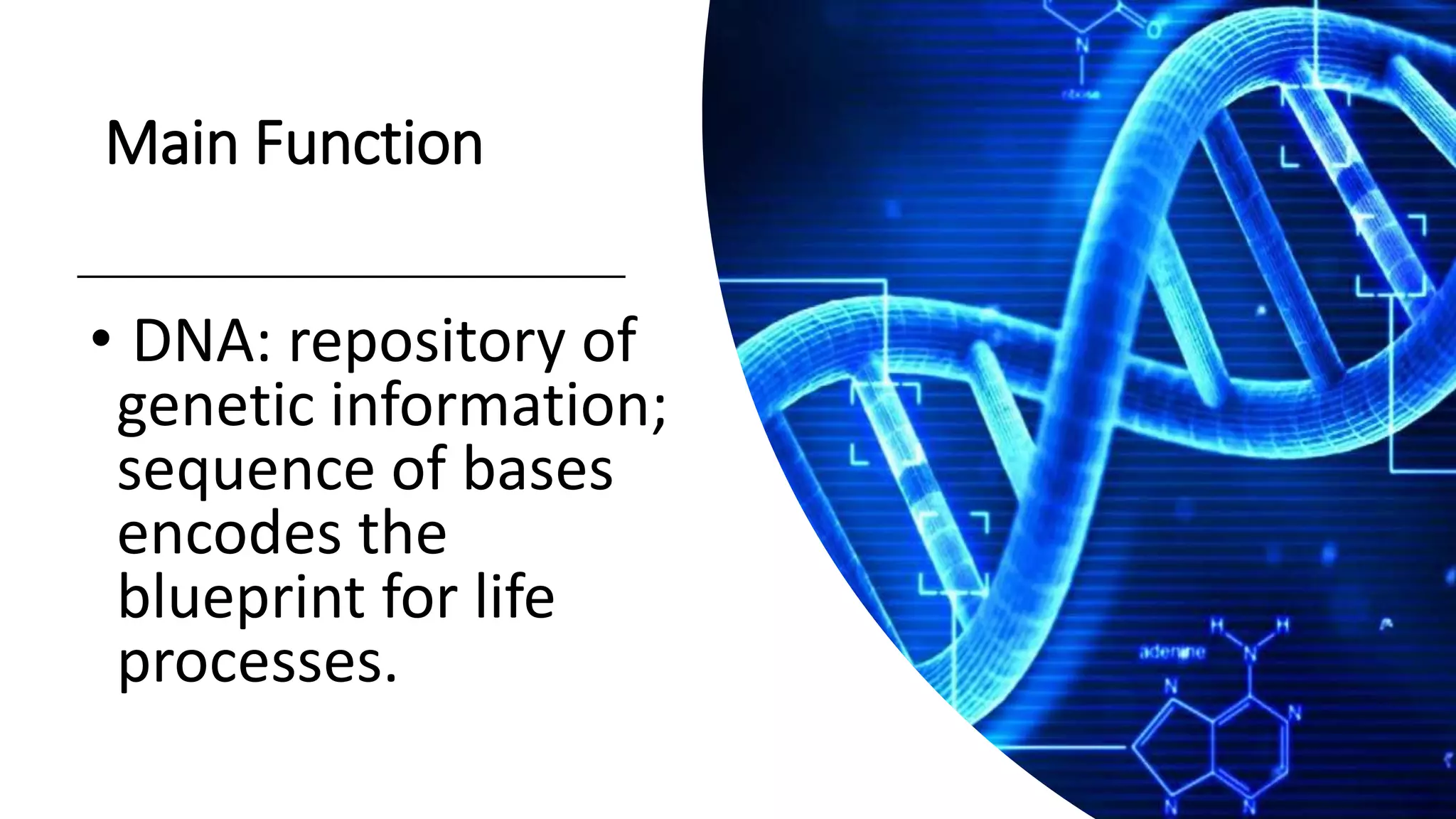 DNA, RNA, and PROTEINS | PPTX