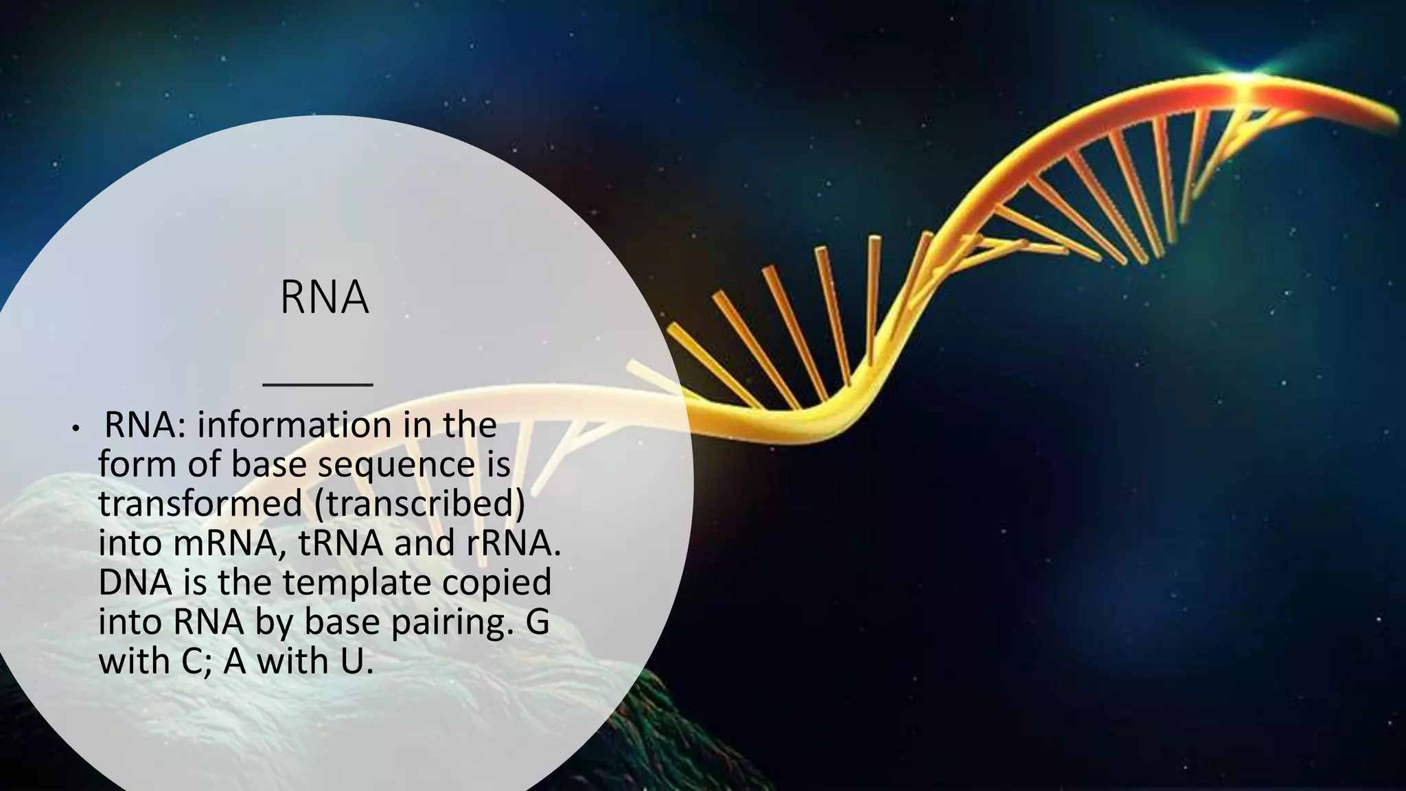 DNA, RNA, and PROTEINS | PPTX