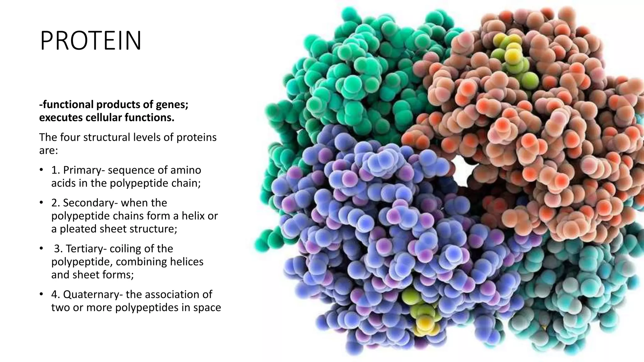 DNA, RNA, and PROTEINS | PPTX