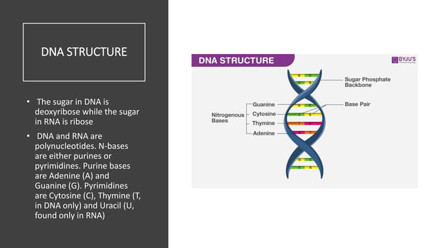 DNA, RNA, and PROTEINS | PPTX