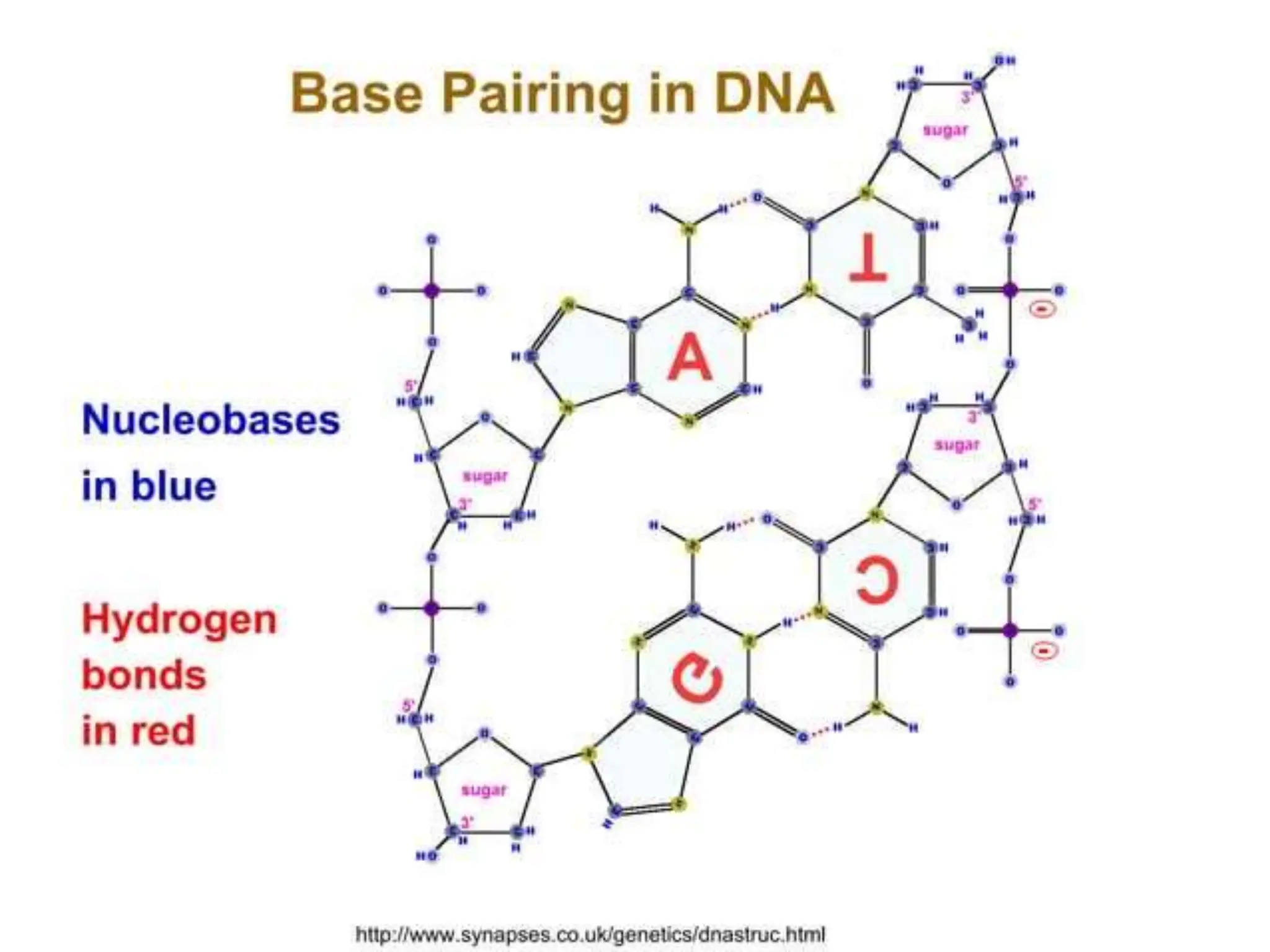 DNA and RNA REPLICATION overview. .pptx