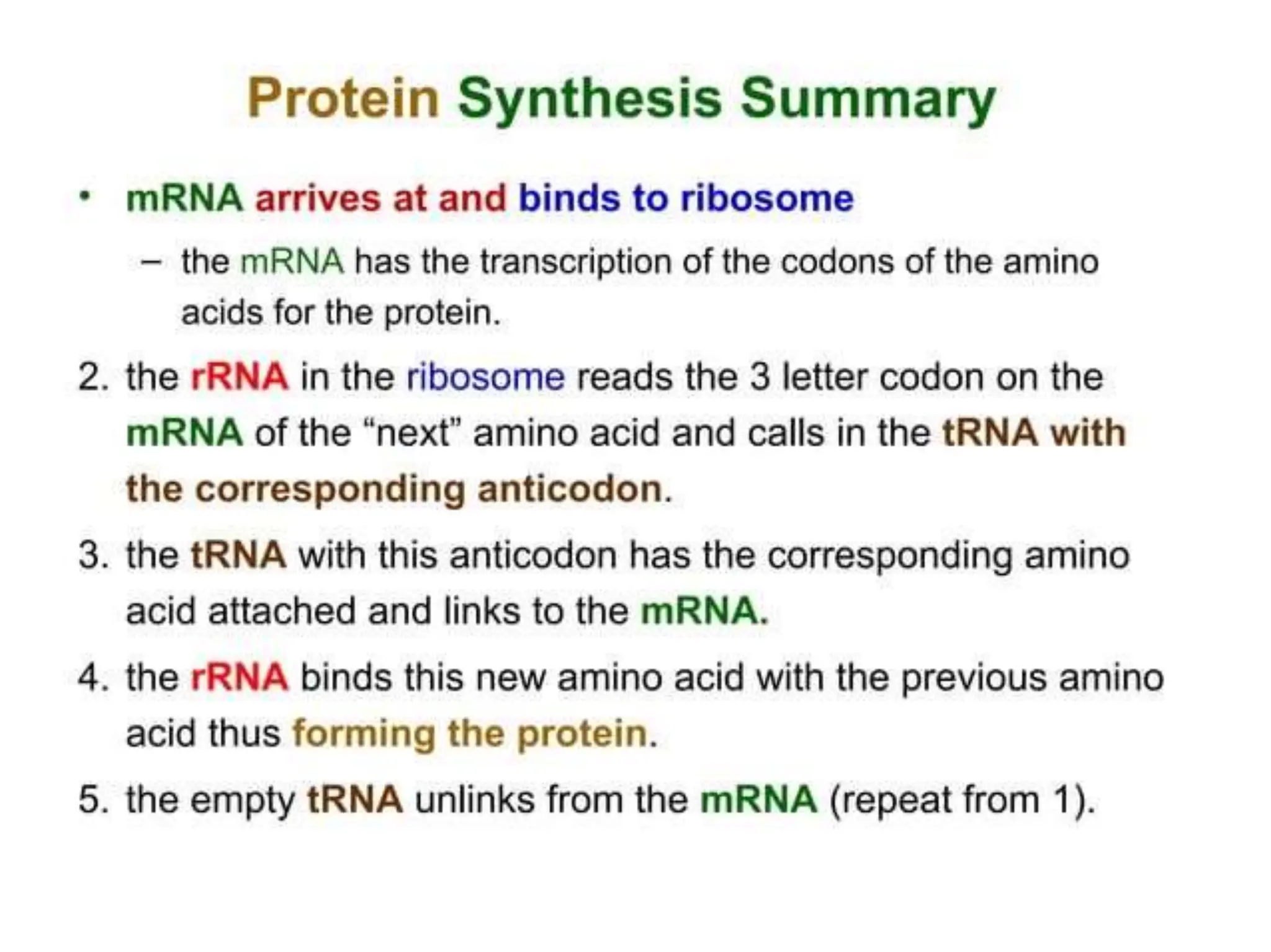 DNA and RNA REPLICATION overview. .pptx