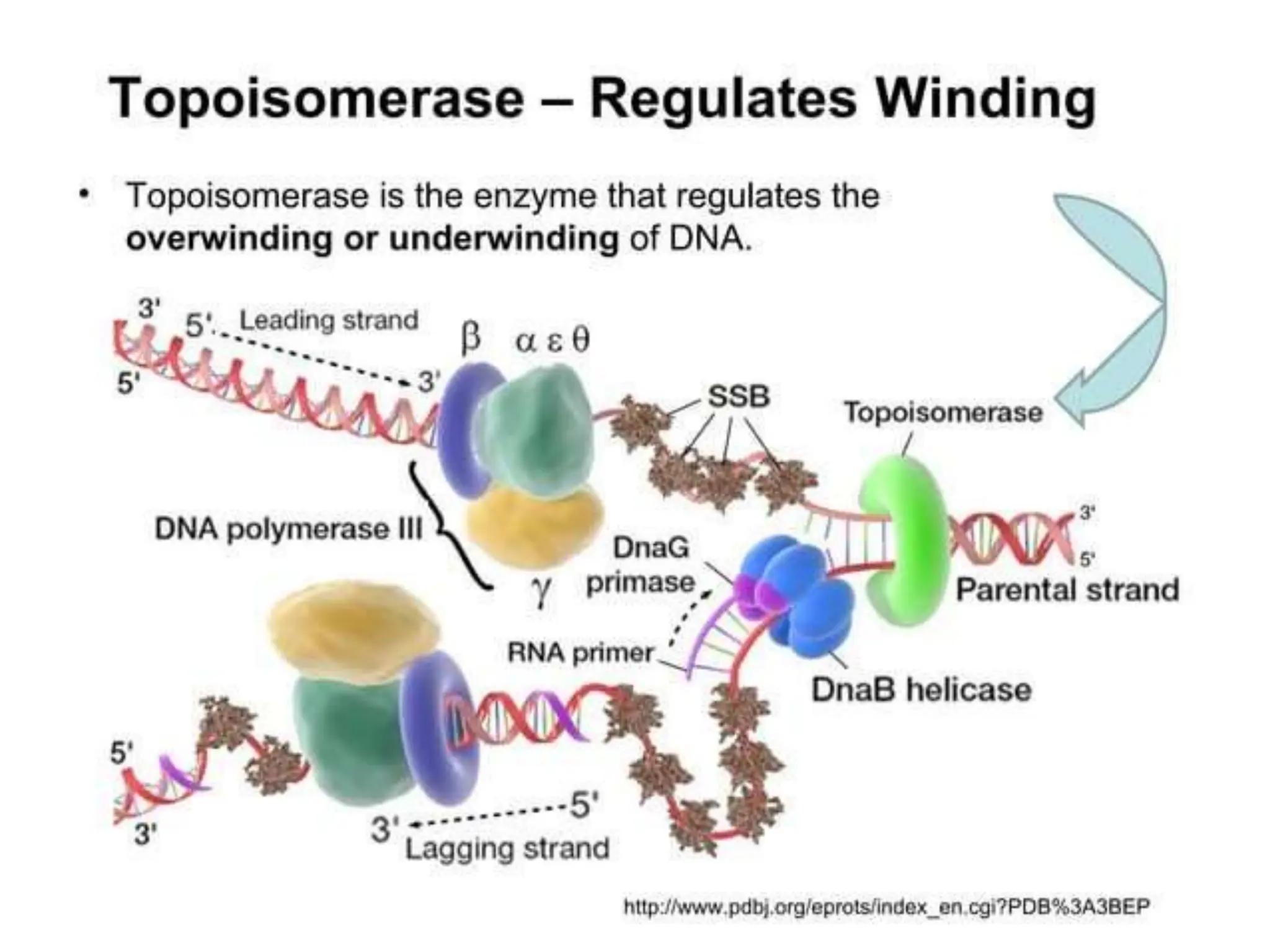 DNA and RNA REPLICATION overview. .pptx