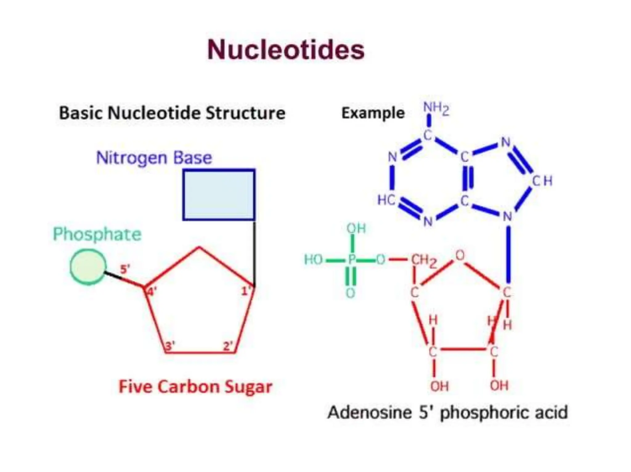 DNA and RNA REPLICATION overview. .pptx