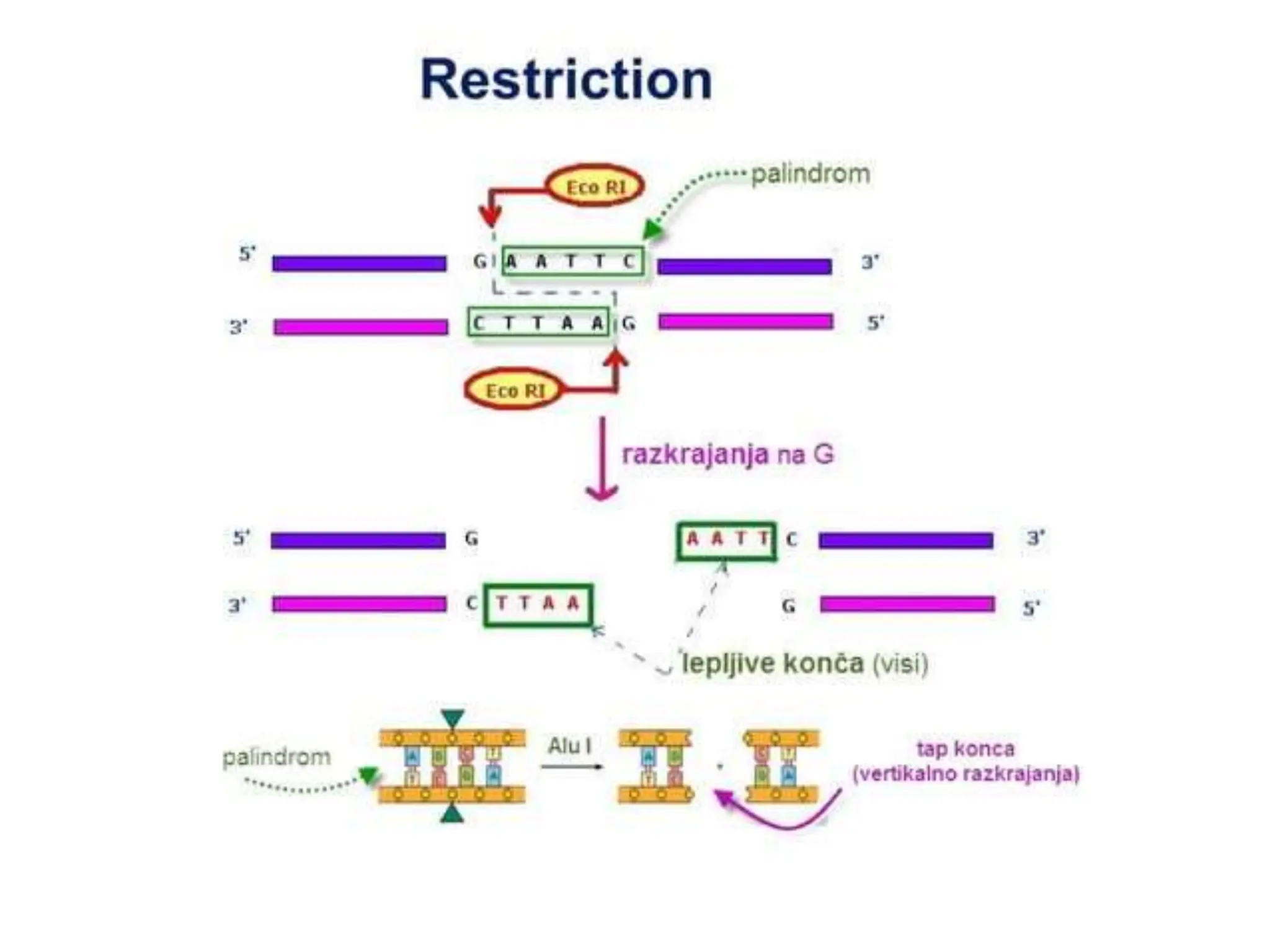 DNA and RNA REPLICATION overview. .pptx