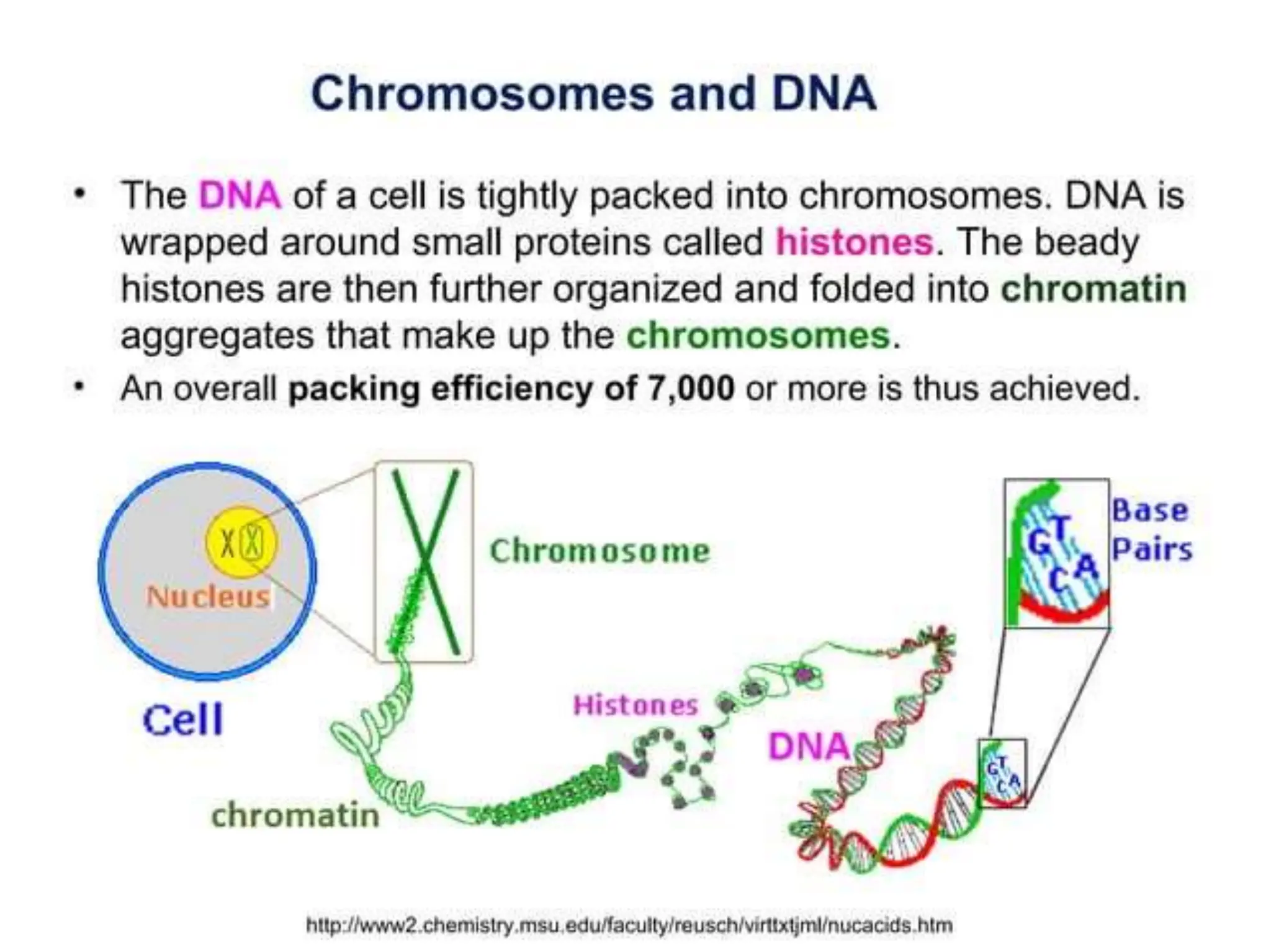 DNA and RNA REPLICATION overview. .pptx
