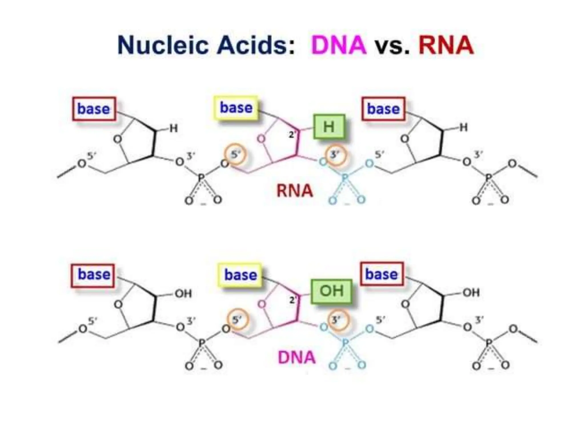 DNA and RNA REPLICATION overview. .pptx