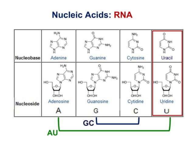 DNA and RNA REPLICATION overview. .pptx