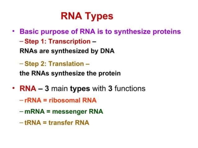 DNA and RNA REPLICATION overview. .pptx