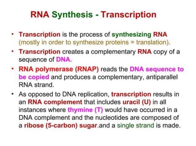 DNA and RNA REPLICATION overview. .pptx