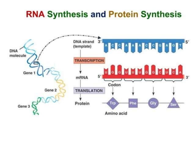 DNA and RNA REPLICATION overview. .pptx