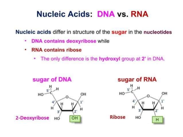 DNA and RNA REPLICATION overview. .pptx