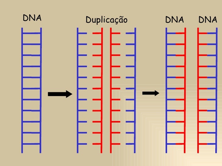 Dna Rna Síntese Protéica