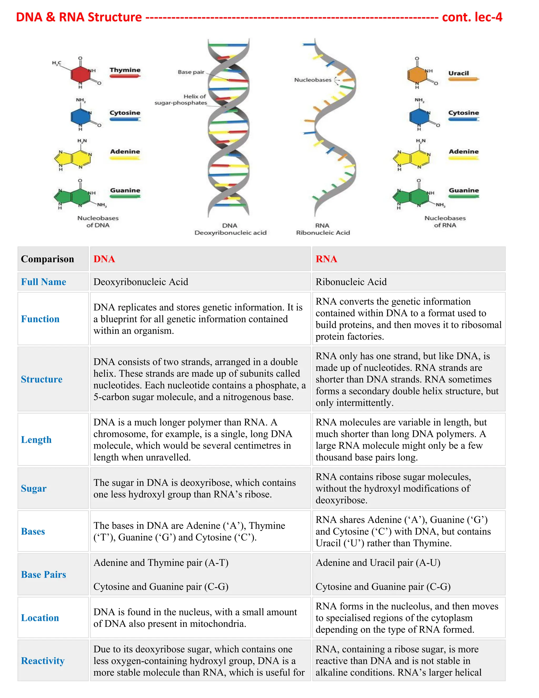 DNA & RNA structure.pdf