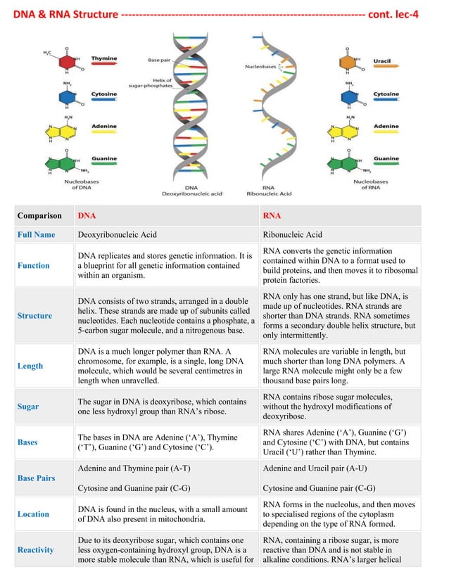 DNA & RNA structure.pdf