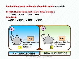 DNA, RNA Structure types functions, and differences.pptx