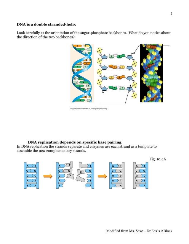 Dna rtt packet comprehensive (1 3 to start) | PDF | Free Download