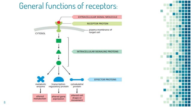 RECEPTOR SERINE THREONINE KINASE | PPTX | Genetics | Science